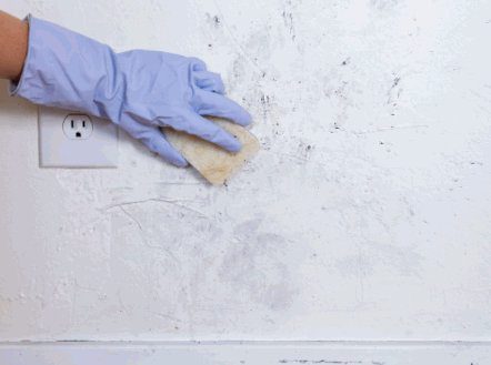 How To Permanently Remove Mold From Walls – A Detailed Palette